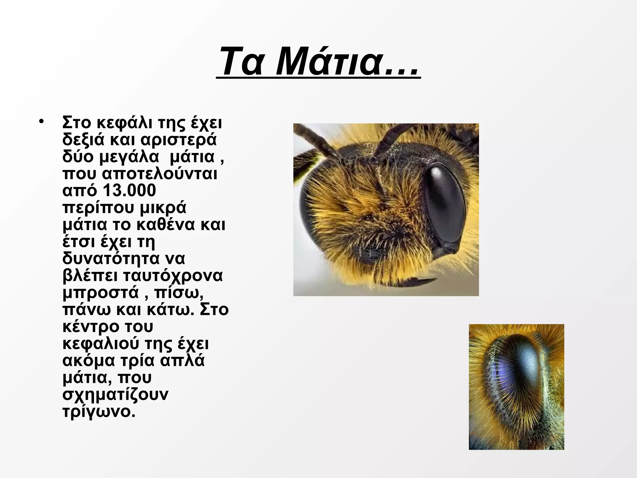 Ο θαυμαστός κόσμος της μέλισσας | PPT