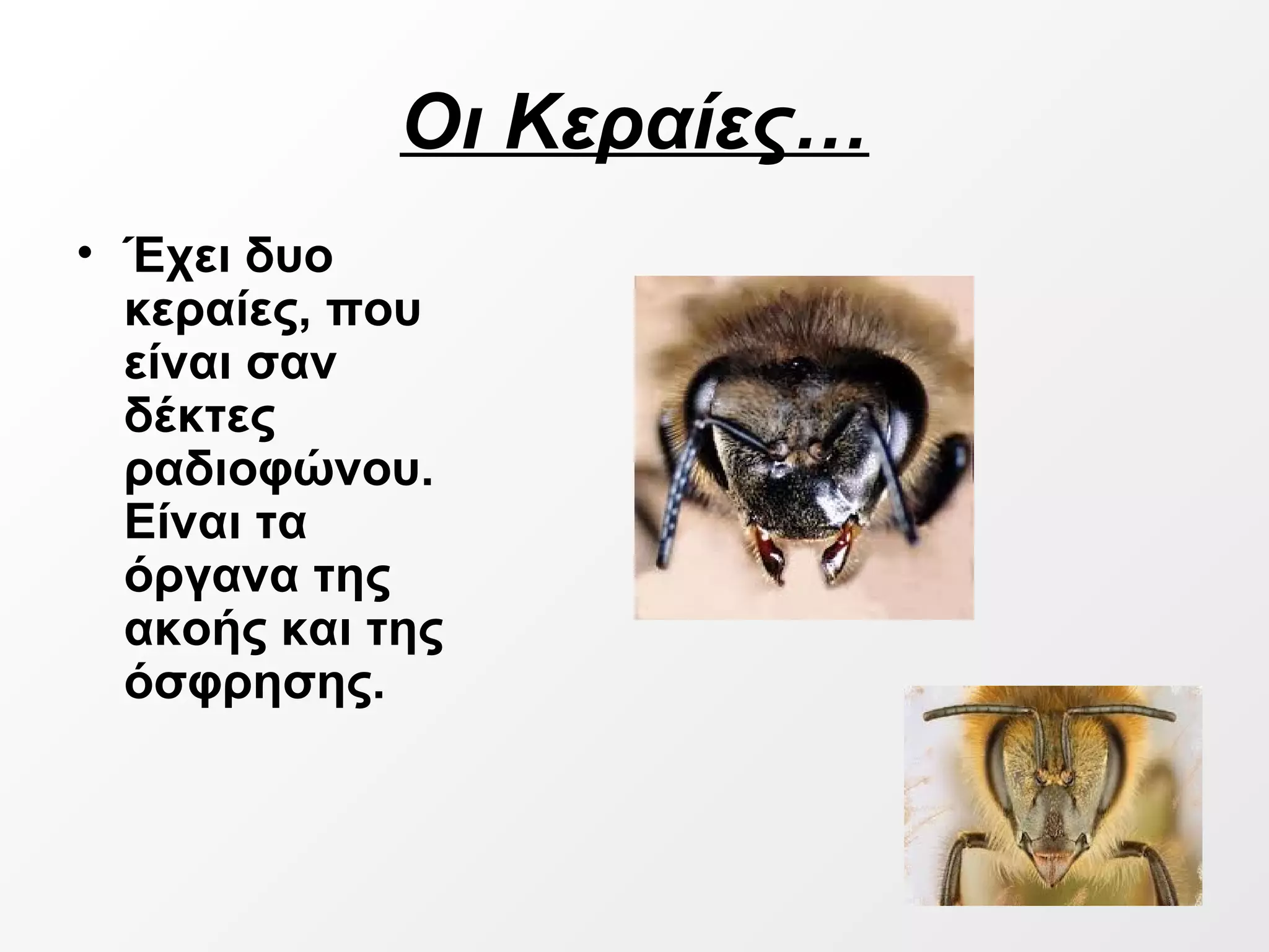 Ο θαυμαστός κόσμος της μέλισσας | PPT
