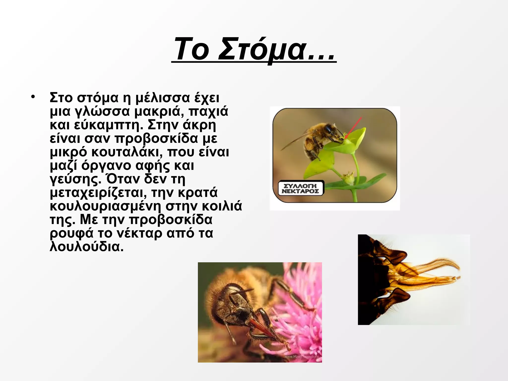 Ο θαυμαστός κόσμος της μέλισσας | PPT