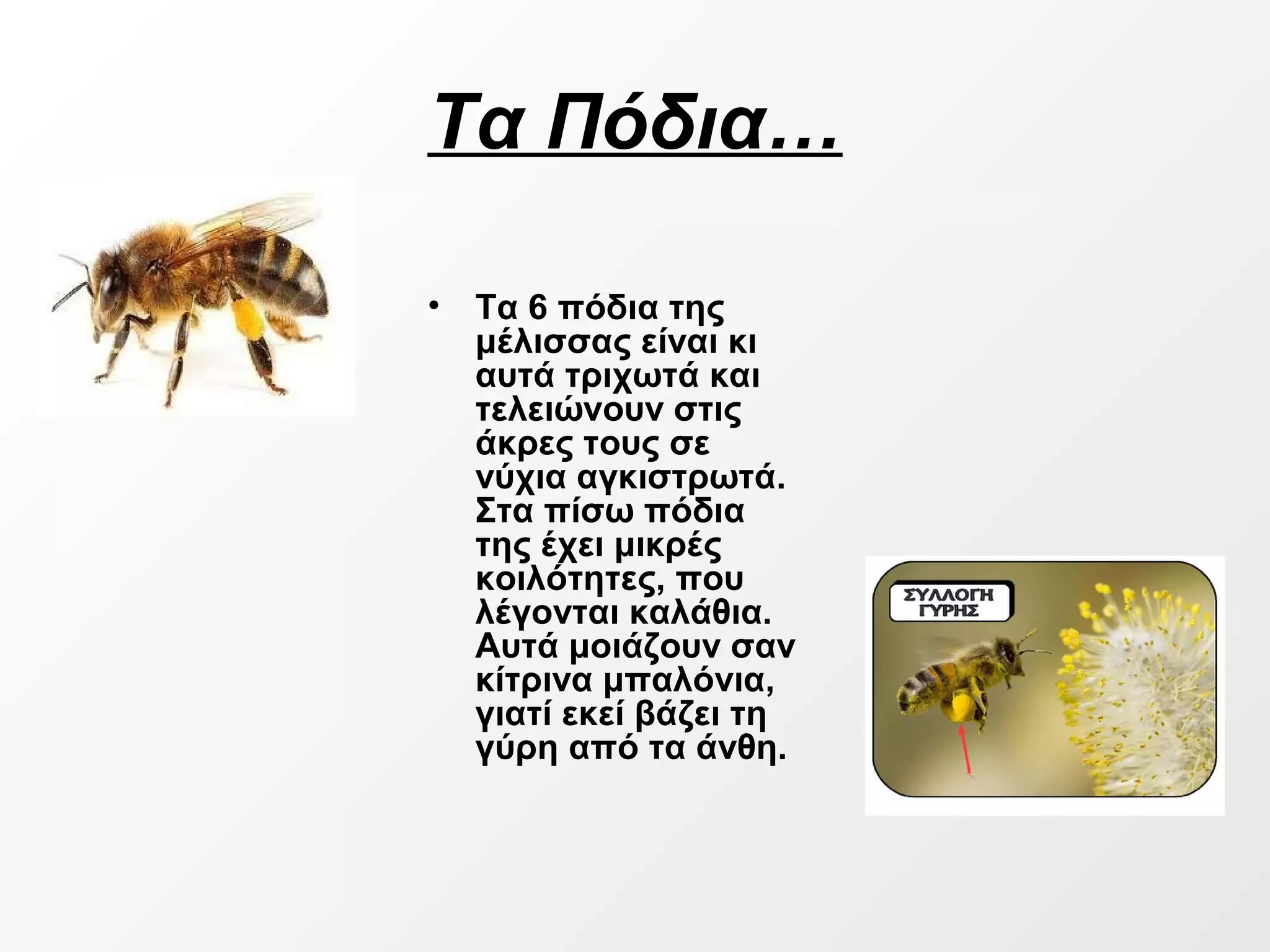 Ο θαυμαστός κόσμος της μέλισσας | PPT