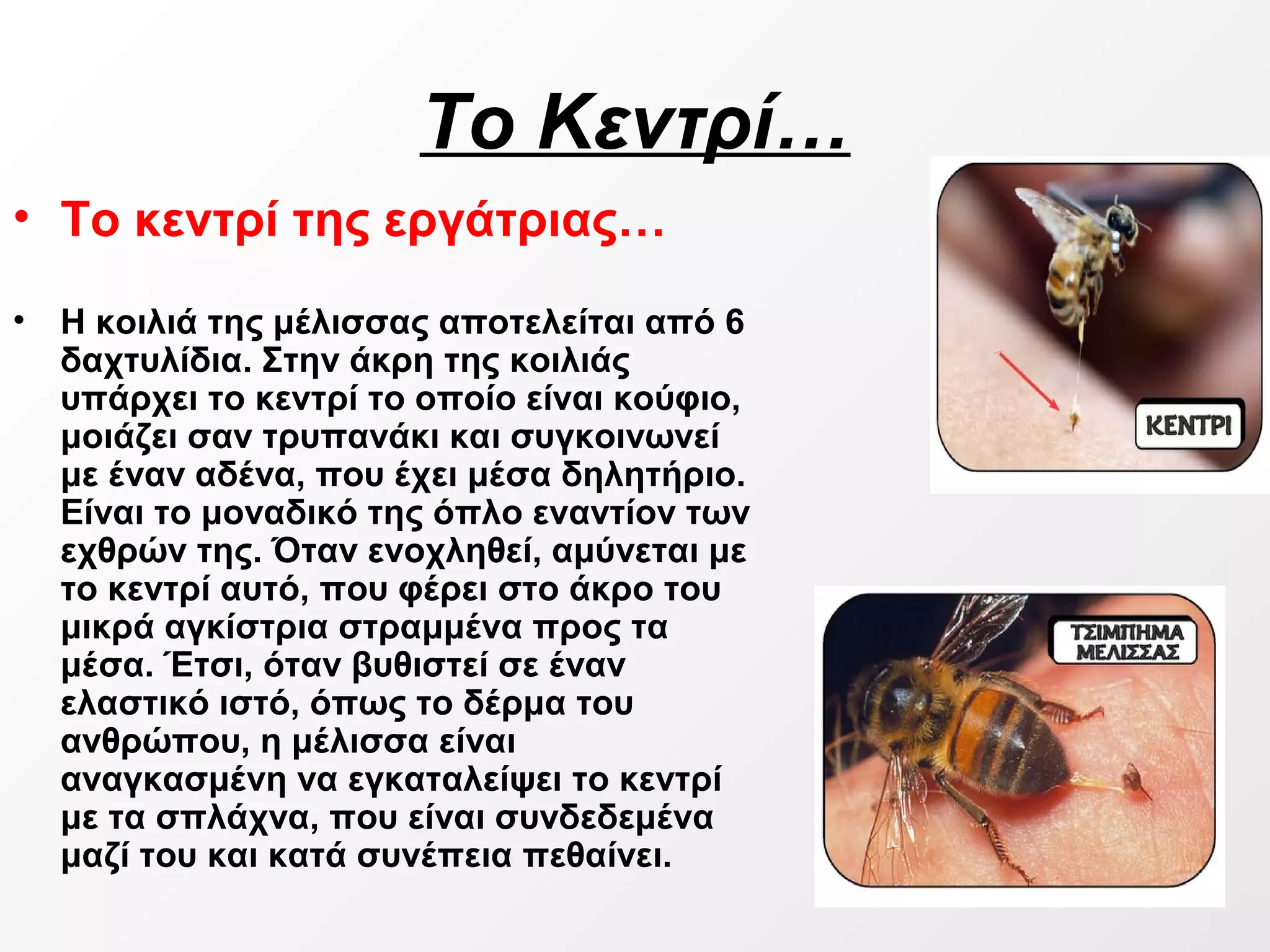 Ο θαυμαστός κόσμος της μέλισσας | PPT
