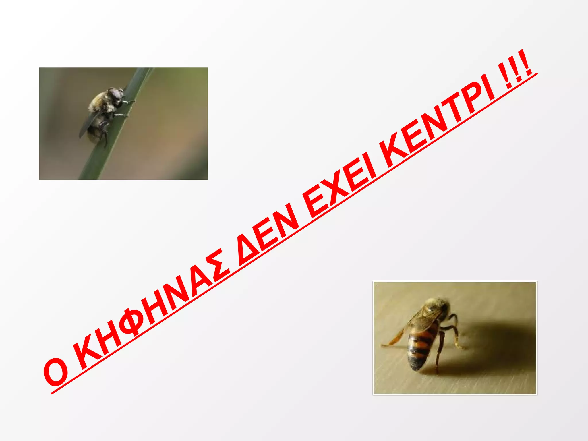 Ο θαυμαστός κόσμος της μέλισσας | PPT