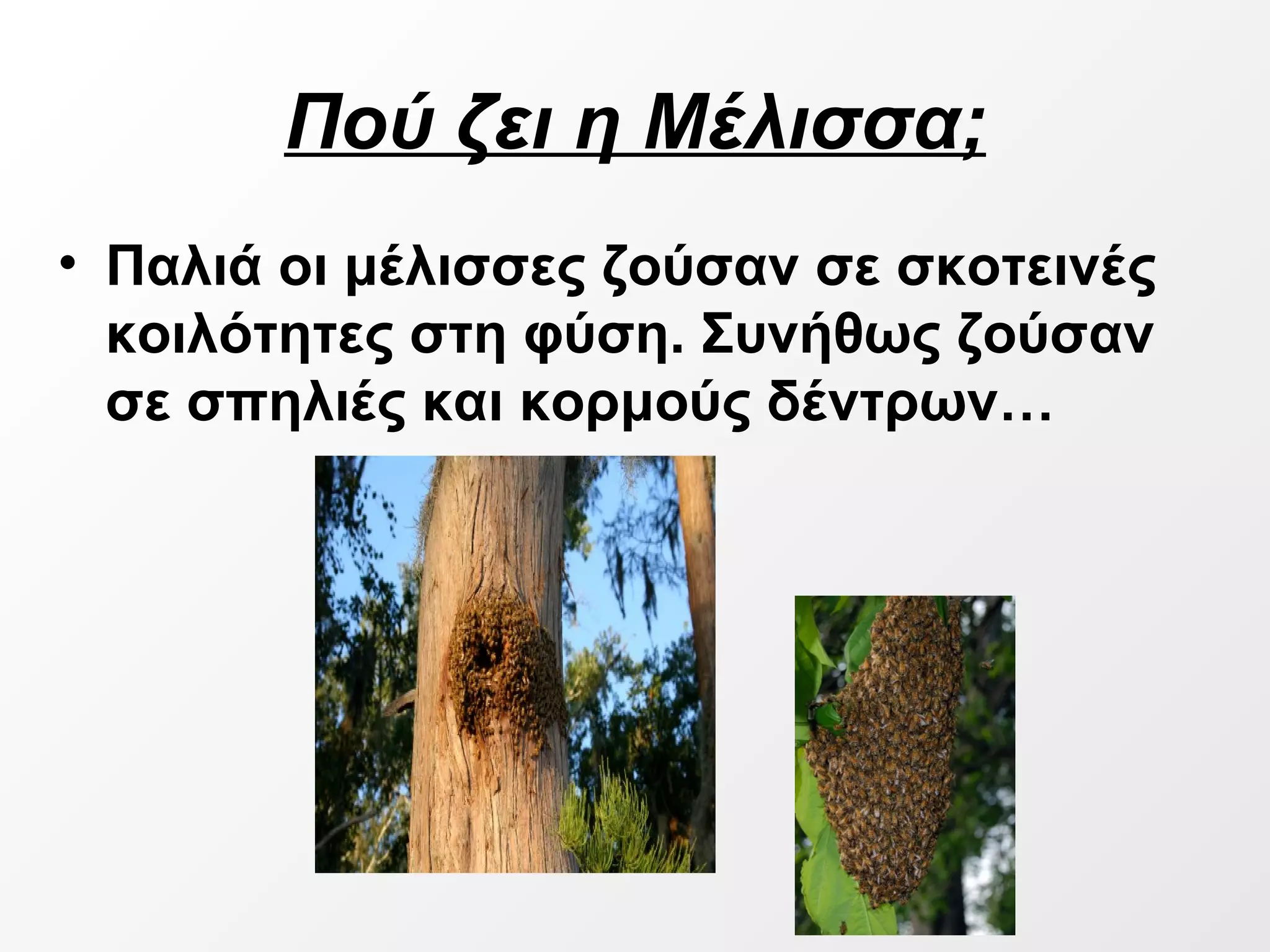 Ο θαυμαστός κόσμος της μέλισσας | PPT