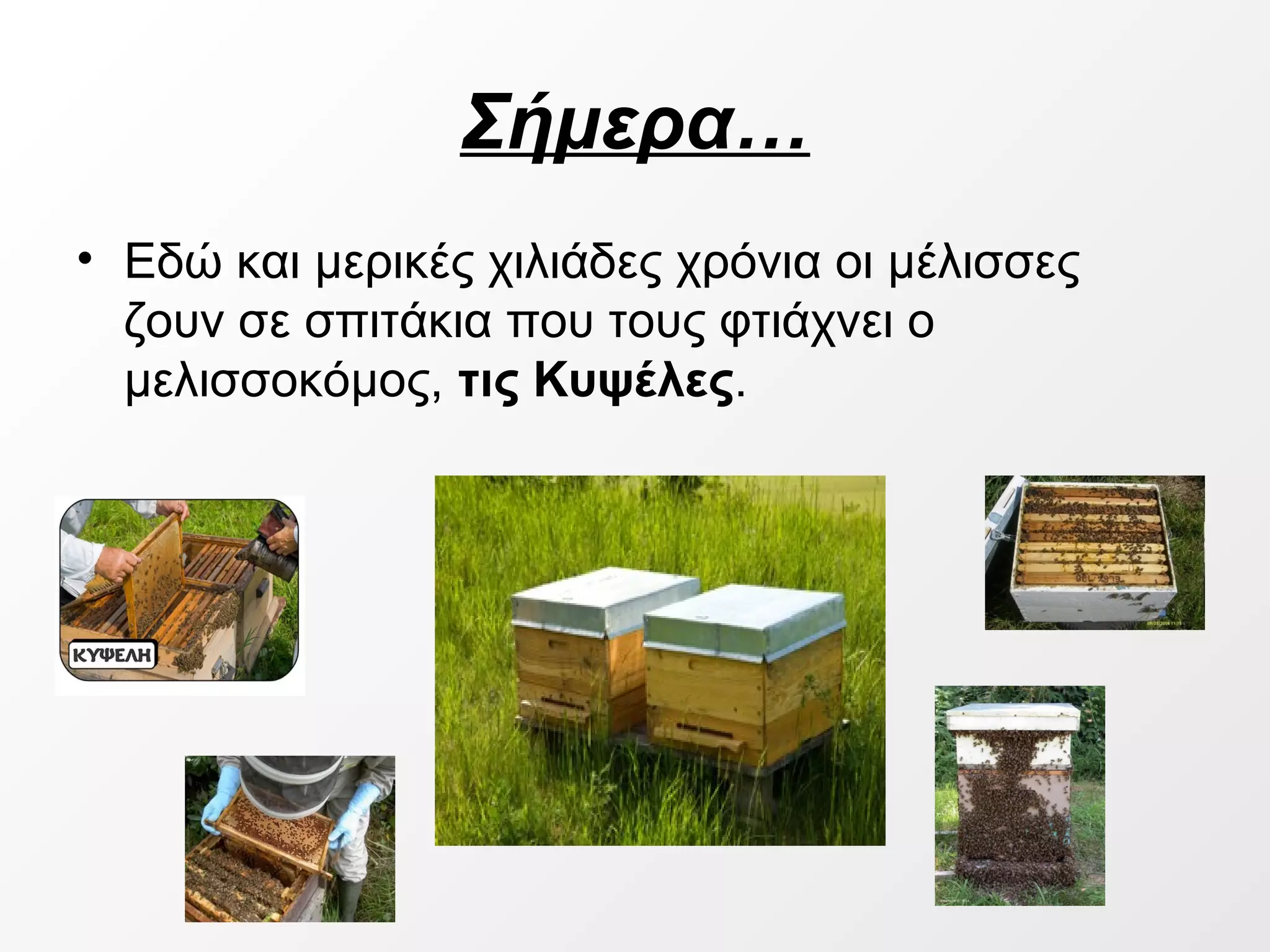 Ο θαυμαστός κόσμος της μέλισσας | PPT