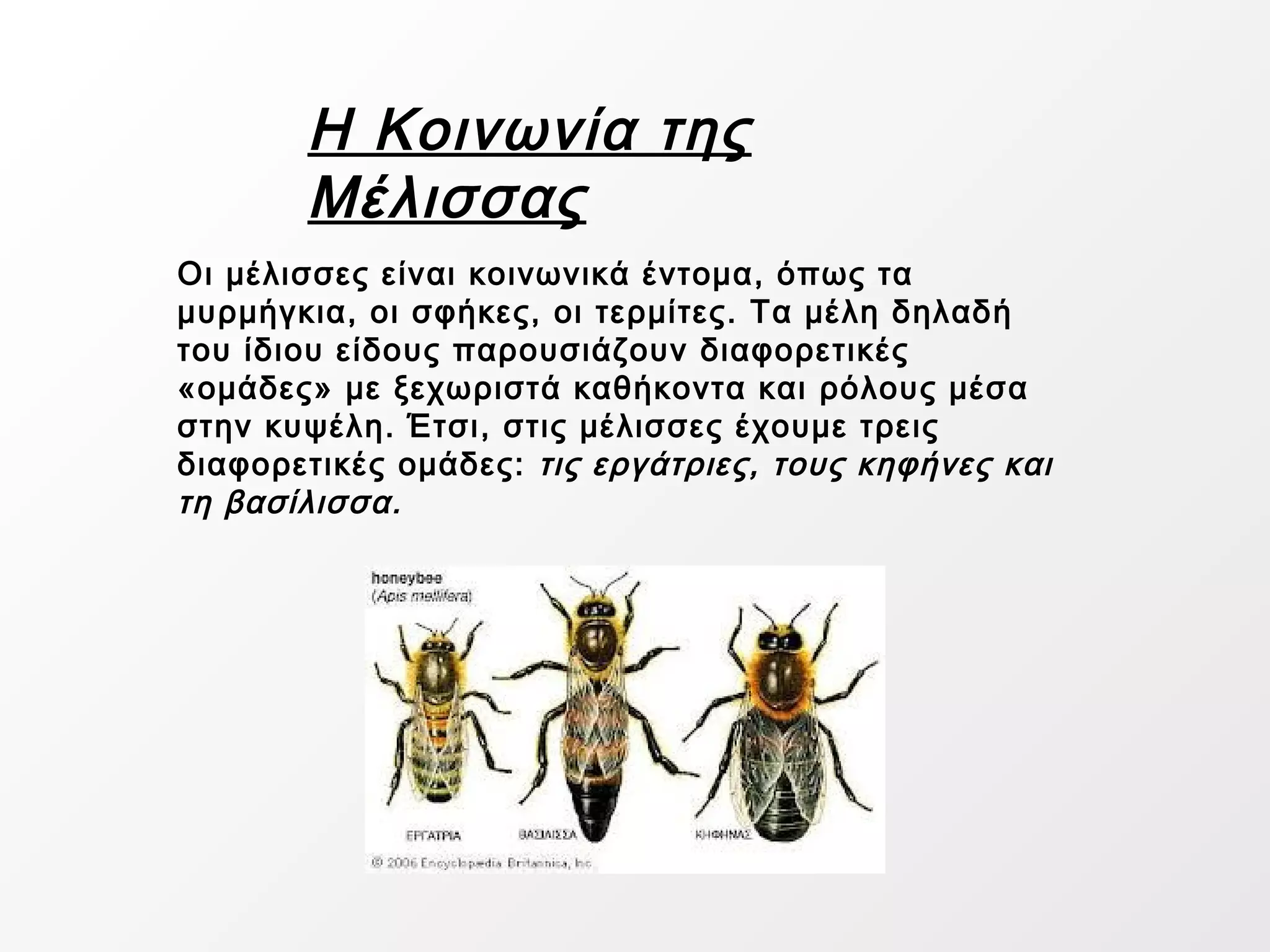Ο θαυμαστός κόσμος της μέλισσας | PPT