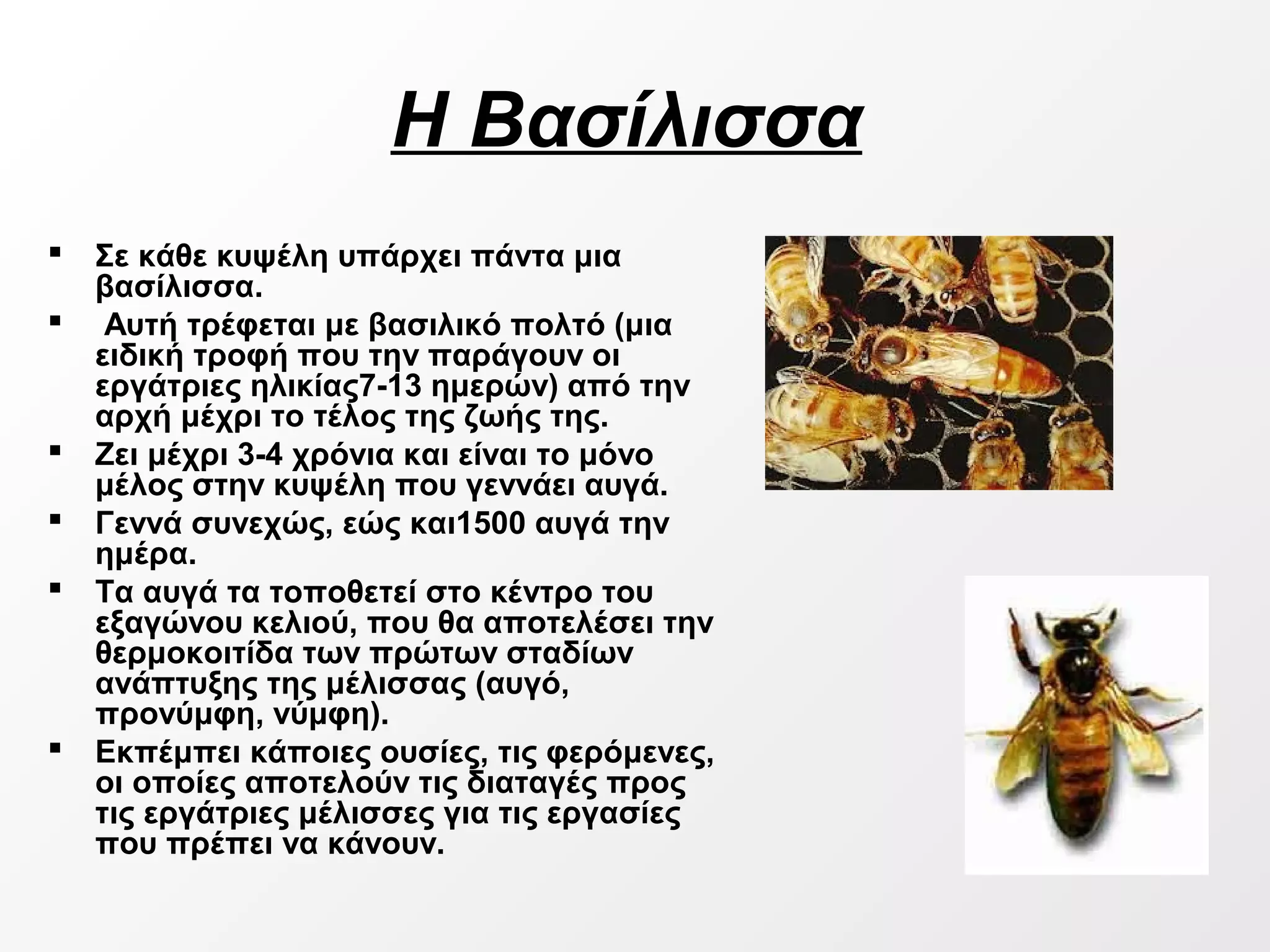 Ο θαυμαστός κόσμος της μέλισσας | PPT