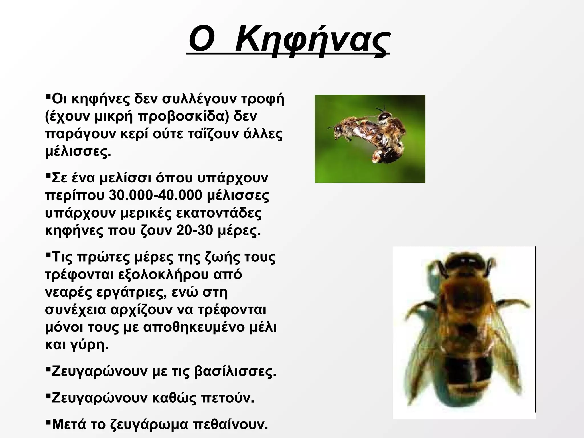 Ο θαυμαστός κόσμος της μέλισσας | PPT