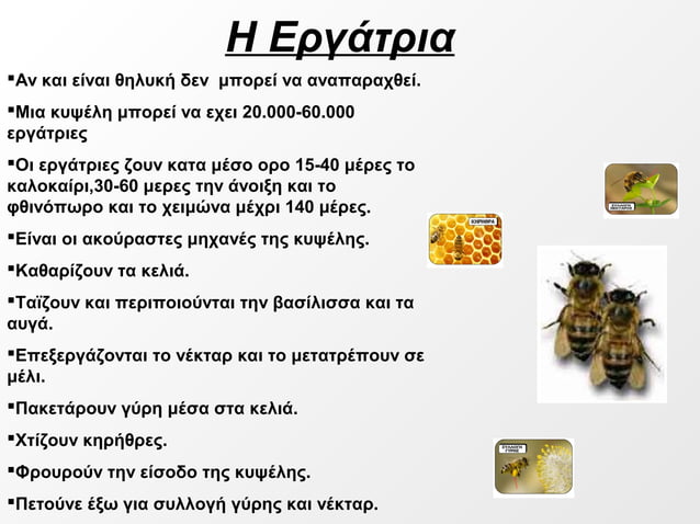 Ο θαυμαστός κόσμος της μέλισσας | PPT