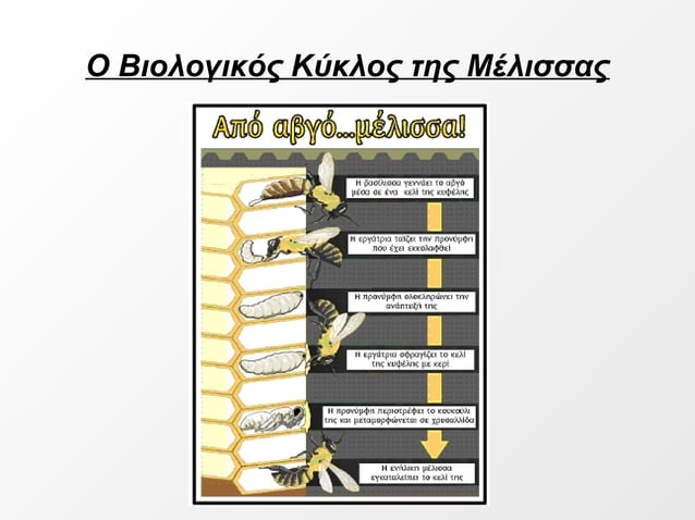 Ο θαυμαστός κόσμος της μέλισσας | PPT