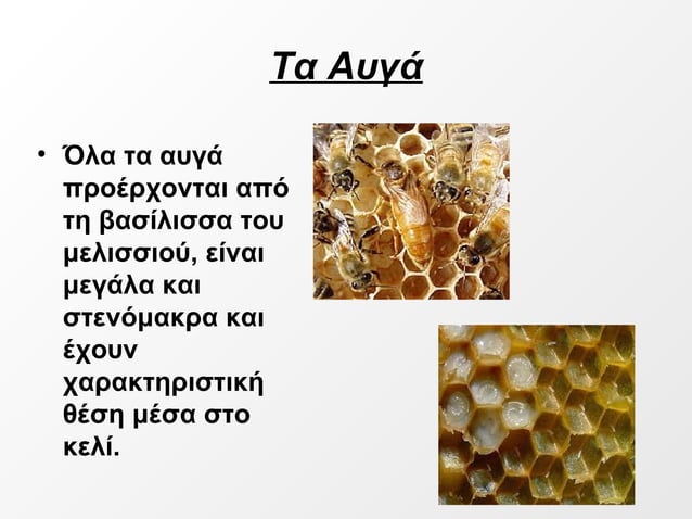 Ο θαυμαστός κόσμος της μέλισσας | PPT