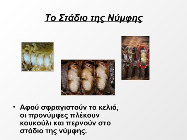 Ο θαυμαστός κόσμος της μέλισσας | PPT