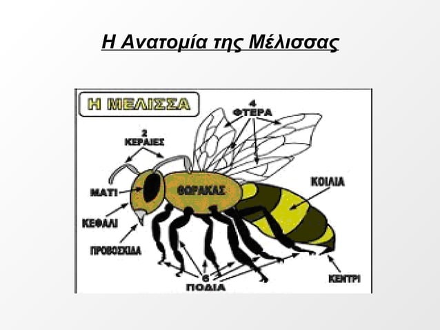 Ο θαυμαστός κόσμος της μέλισσας | PPT