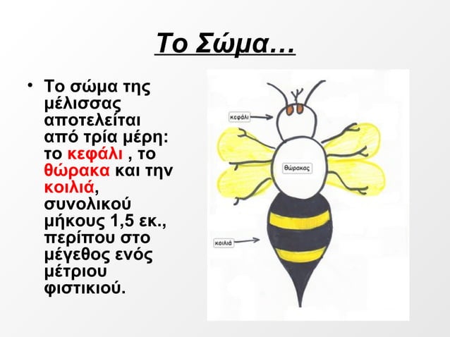 Ο θαυμαστός κόσμος της μέλισσας | PPT