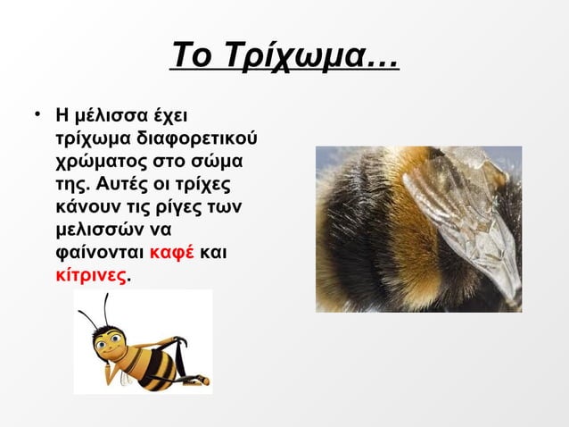 Ο θαυμαστός κόσμος της μέλισσας | PPT