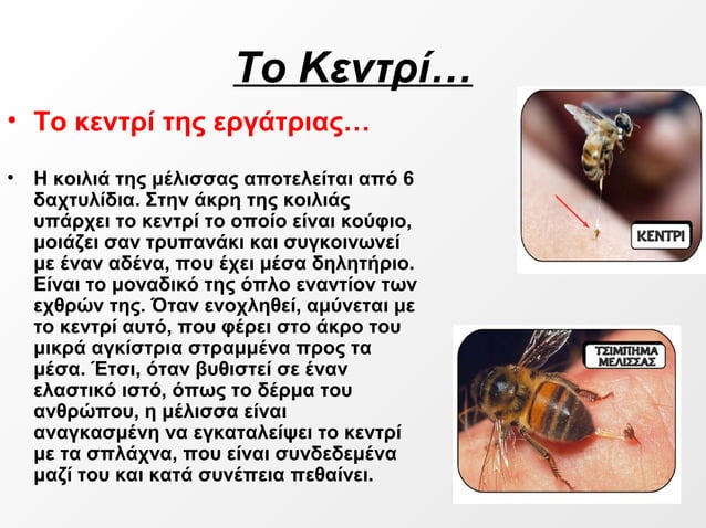 Ο θαυμαστός κόσμος της μέλισσας | PPT