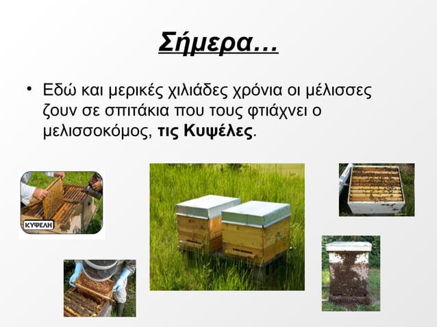 Ο θαυμαστός κόσμος της μέλισσας | PPT