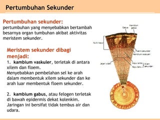1.1 bab pertumbuhan dan perkemban g bailmu | PPT