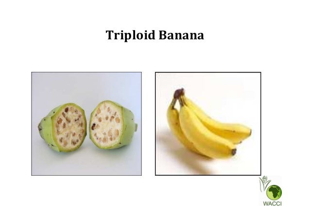 Triploidy X Syndrome Diet - dolphinposts