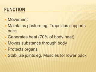 Quick Overview of the Muscle System | PPTX