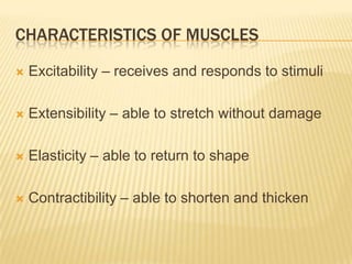 Quick Overview of the Muscle System | PPTX | Physical Therapy | Wellness