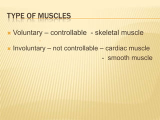 Quick Overview of the Muscle System | PPTX | Physical Therapy | Wellness