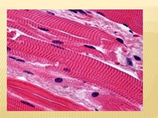 Quick Overview of the Muscle System | PPTX
