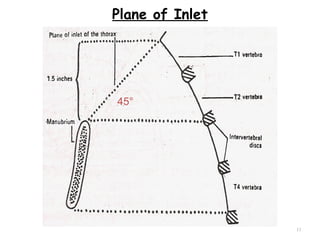 thorax overview | PPT