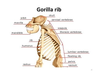thorax overview | PPT