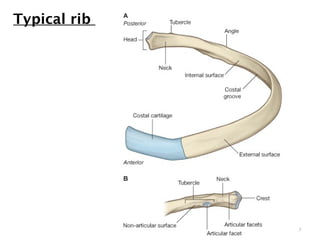 thorax overview | PPT