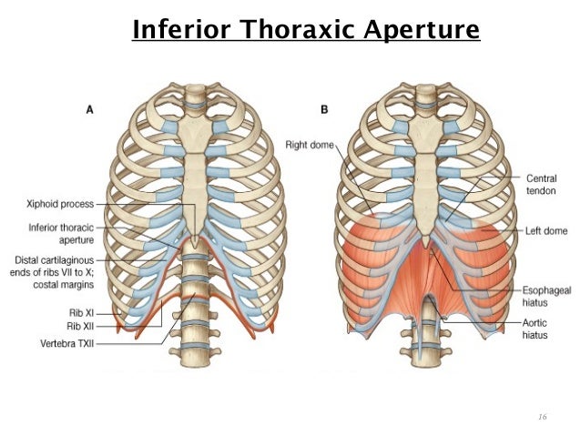 thorax overview