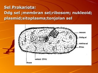 1.1.4.1 biologi sel pbl | PPT
