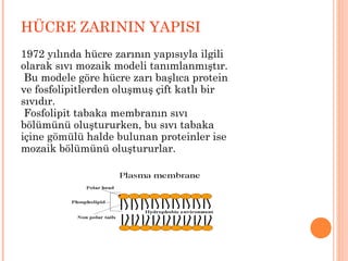 1.sınıf1h hücre yapisi ve bi̇leşenleri̇ | PPT