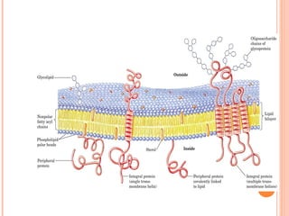 1.sınıf1h hücre yapisi ve bi̇leşenleri̇ | PPT