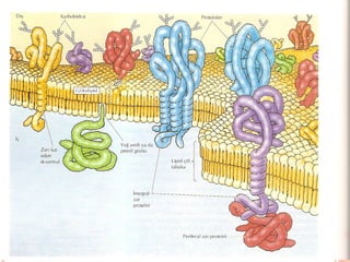 1.sınıf1h hücre yapisi ve bi̇leşenleri̇ | PPT