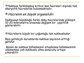 1.sınıf2h nukleus | PPT
