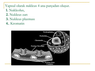 1.sınıf2h nukleus | PPT
