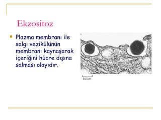 1.sınıf2h golgi kompleksi | PPT