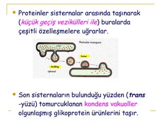 1.sınıf2h golgi kompleksi | PPT