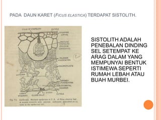 1.anatomi tumbuhan sel | PPTX