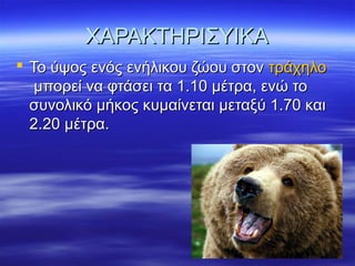 Η ΚΑΦΈ ΑΡΚΟΥΔΑ - ΣΤ1' | PPT