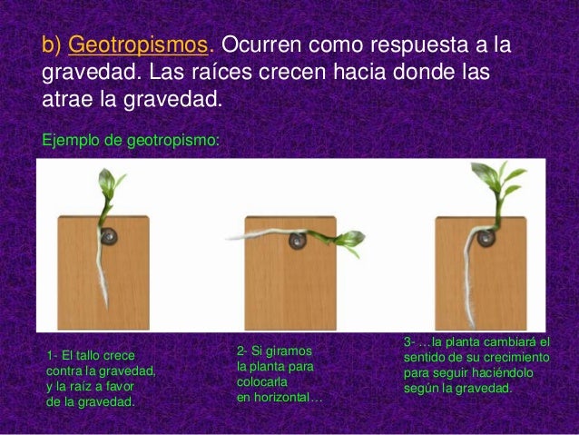 Geotropismo Ejemplos CENTRO EDUCATIVO "EL GRILLOTE" PREESCOLAR Y
