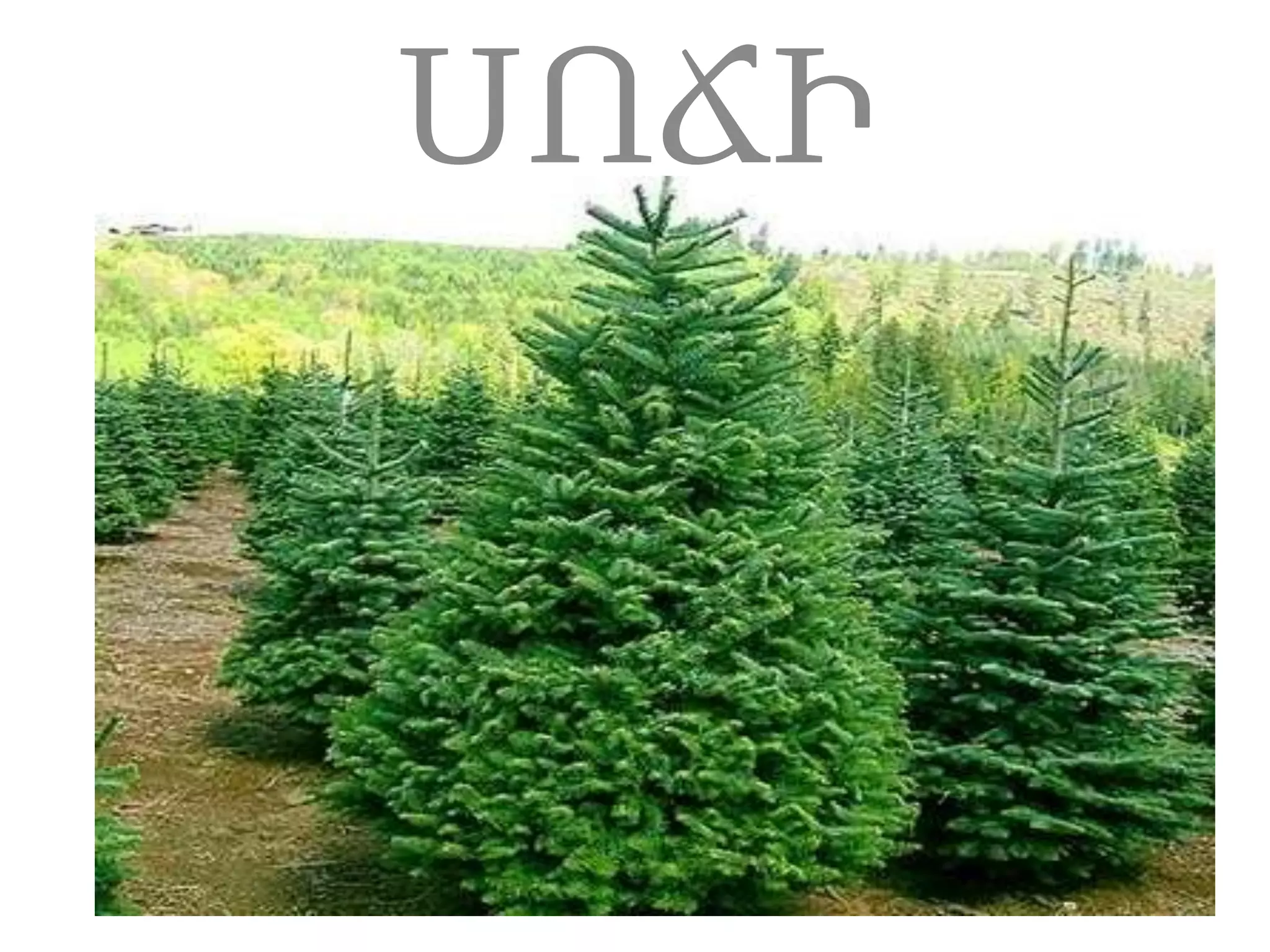 презентация1 | PPT