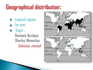 filariasis | PPTX