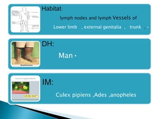 filariasis | PPTX