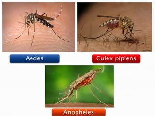 filariasis | PPTX