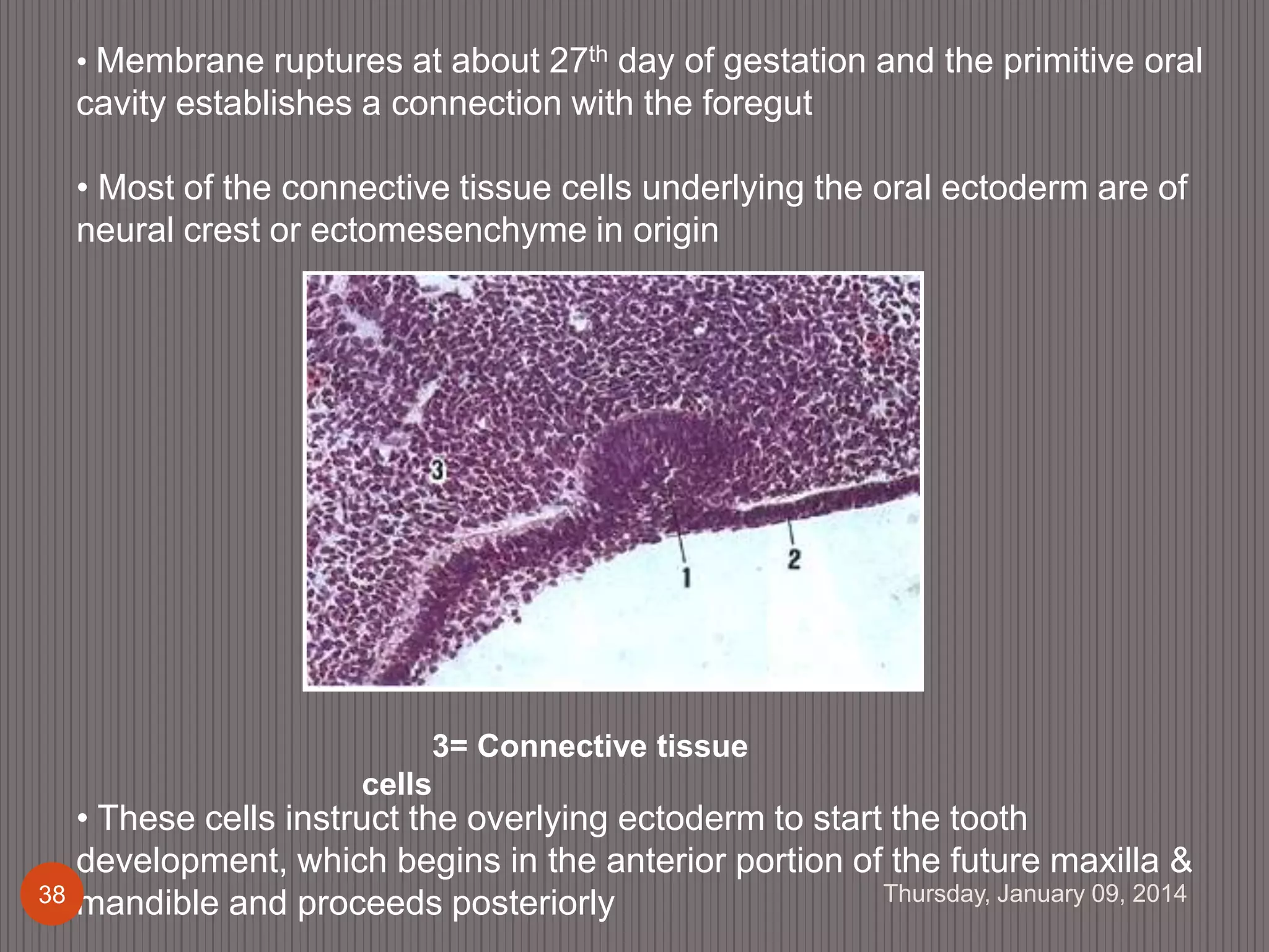 1.development of face and teeth by dr ibrahim | PPTX