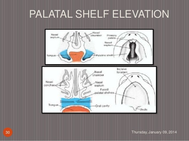 1.development of face and teeth by dr ibrahim