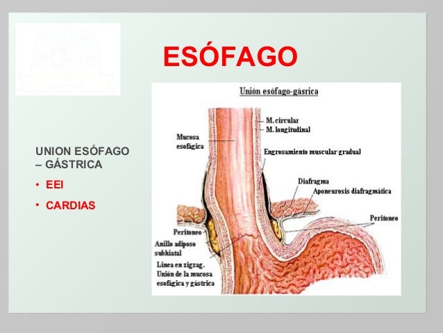 1. esófago