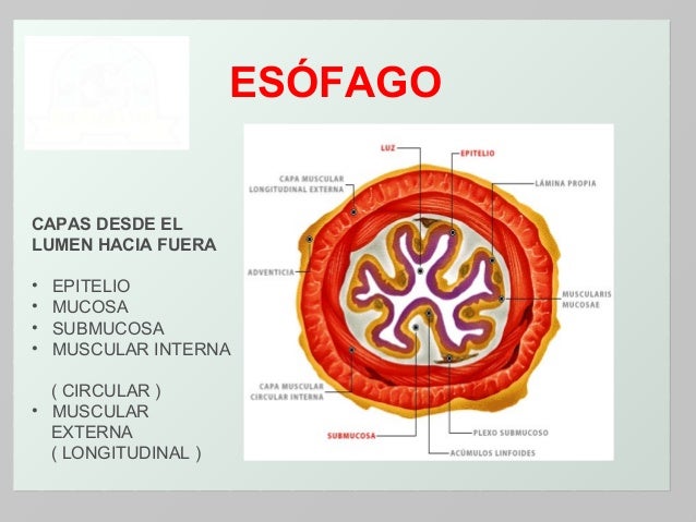 1. esófago