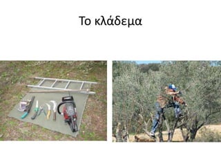 ομαδα ελαιομαζεμα | PPTX